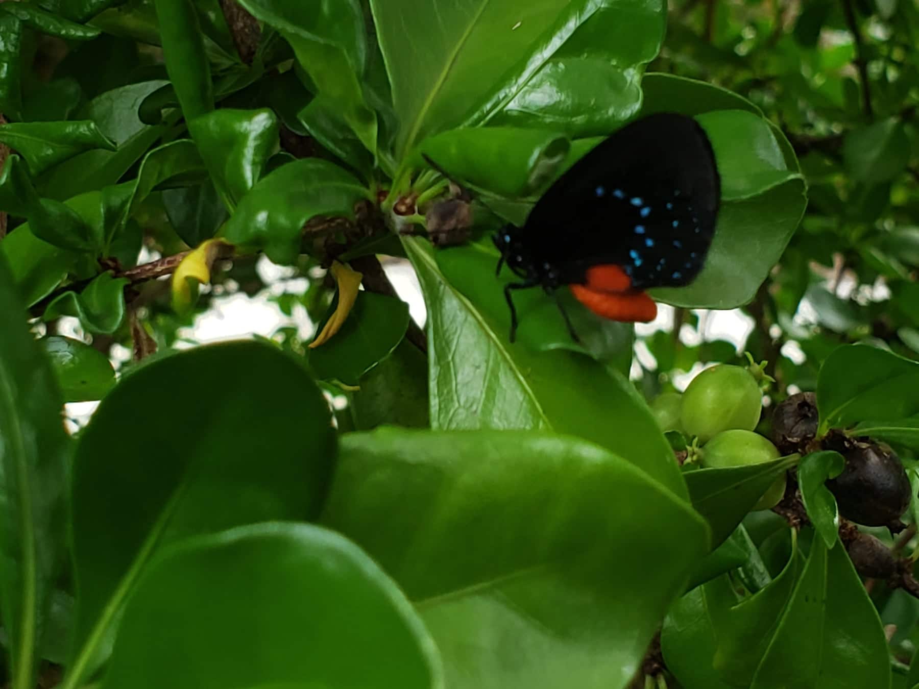 Life Sometimes Finds a Way - Calusa Waterkeeper