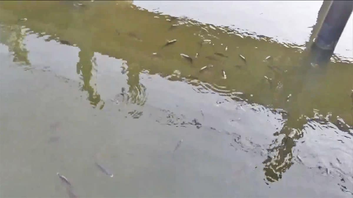 Milky White-Colored Water & Fish Kill in Matlacha Pass - Calusa Waterkeeper