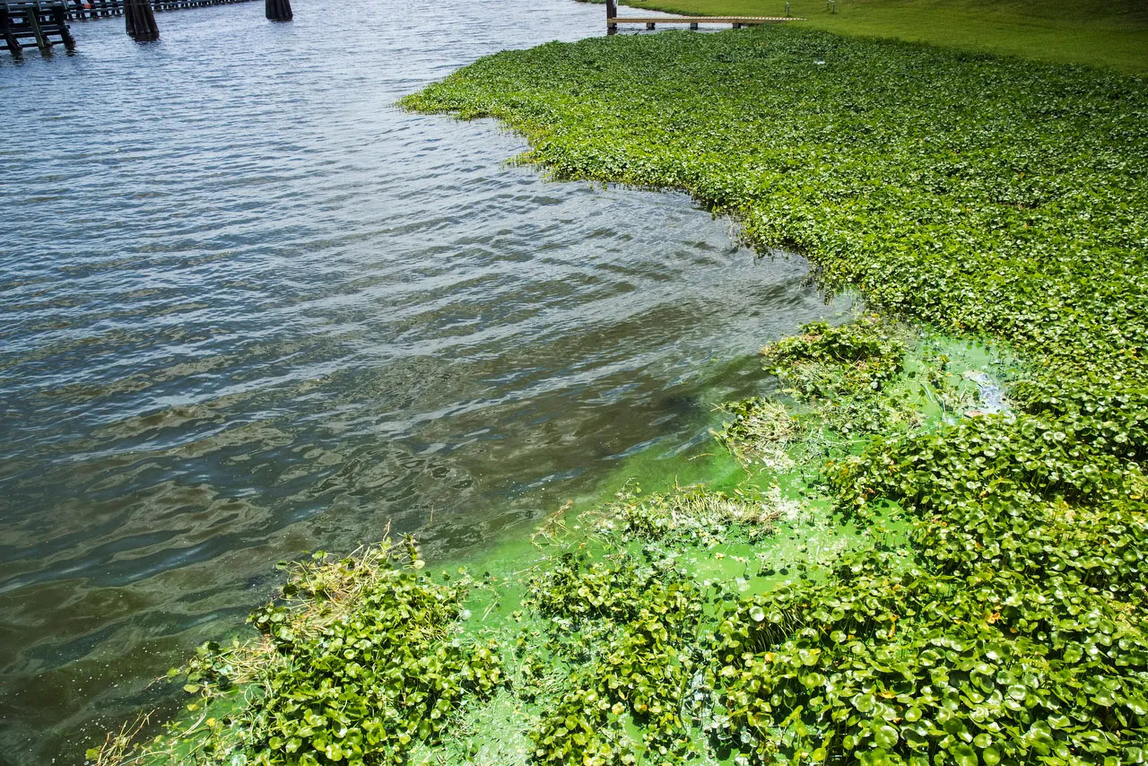 Florida's Blue-Green Algae Task Force Meets After Half-Year Hiatus ...