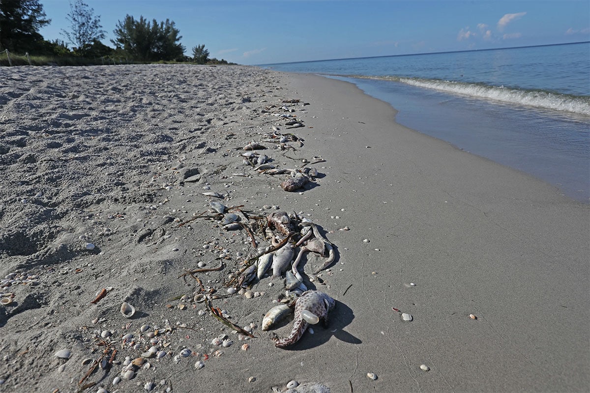 New Study Shows Red Tide Exposure can Cause Neurological Woes - Calusa ...