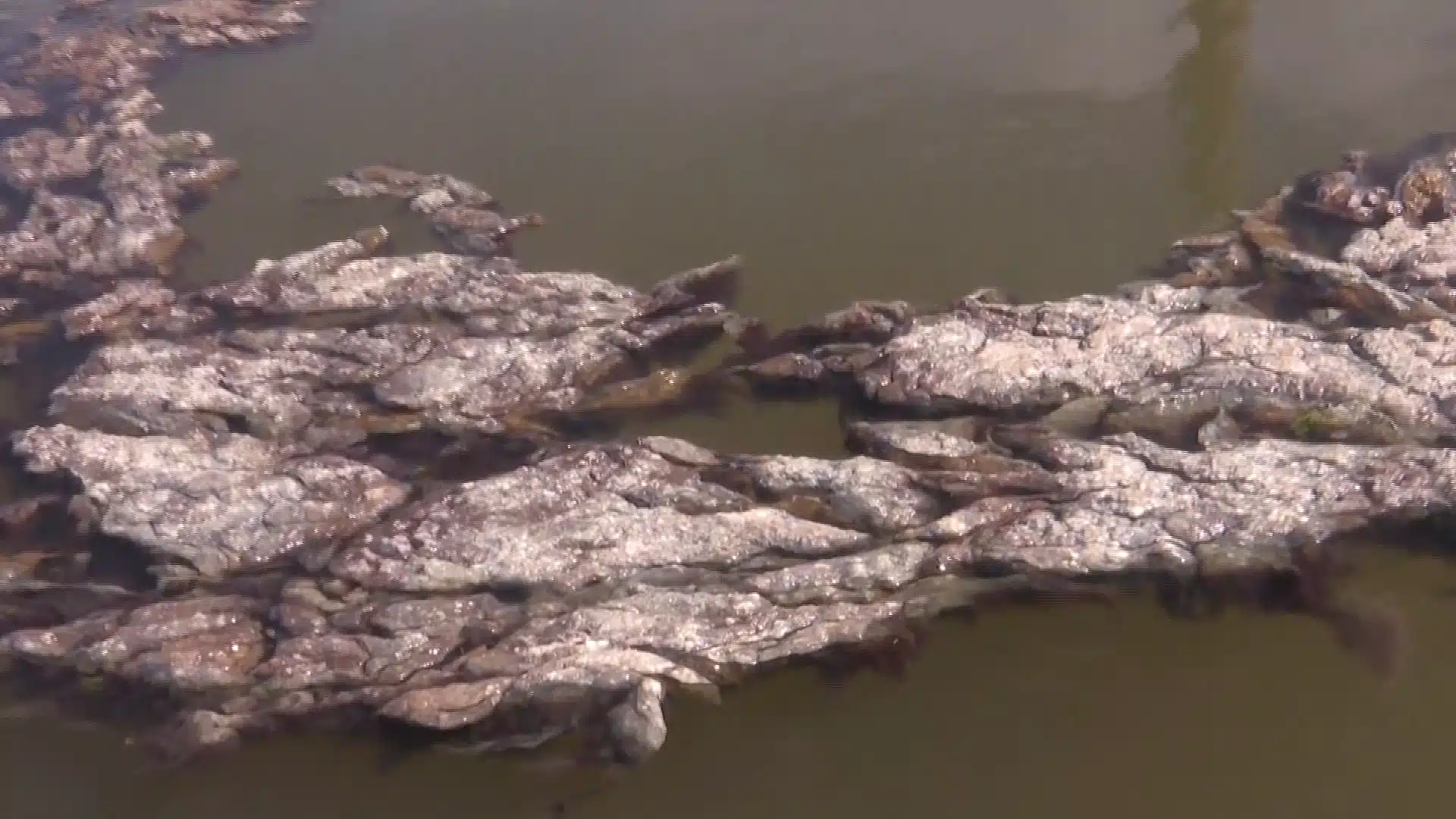 Algae Swirling on the Gulf Coast Brings a Stink Near Matlacha - Calusa ...