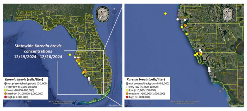 Red tide make for dead mullet - Calusa Waterkeeper