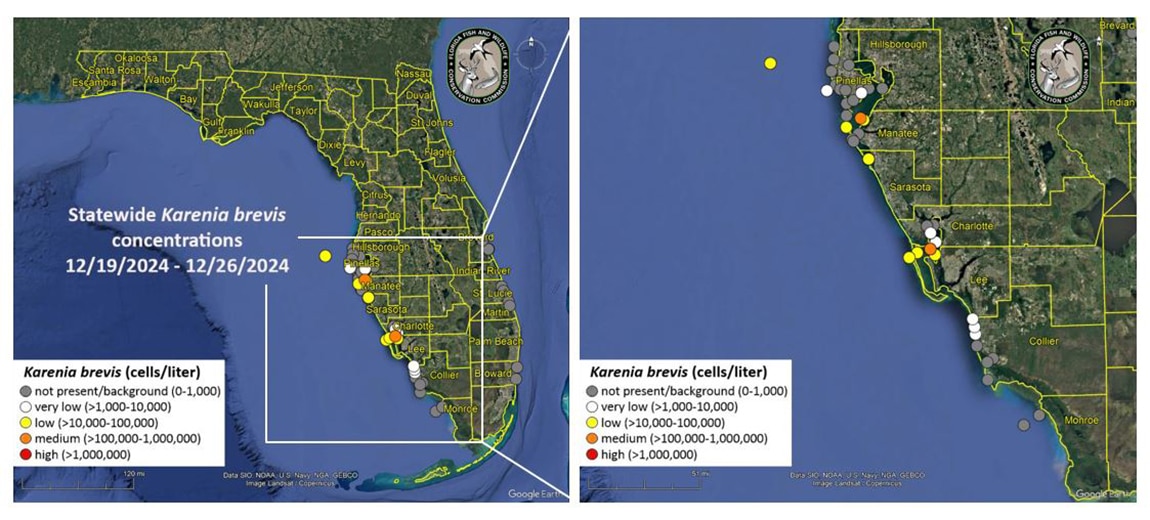 Red tide make for dead mullet - Calusa Waterkeeper